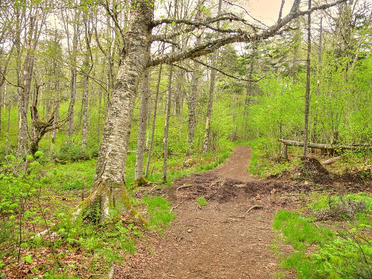 Cape Split Trail (Nova Scotia, Canada)