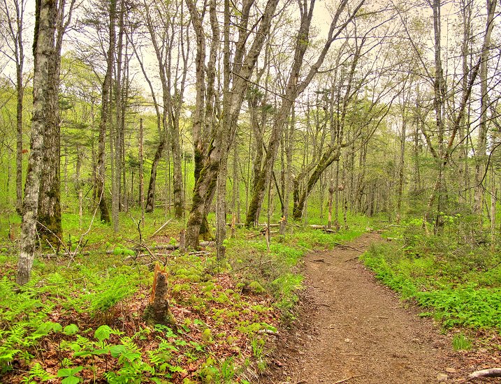 Cape Split Trail (Nova Scotia, Canada)