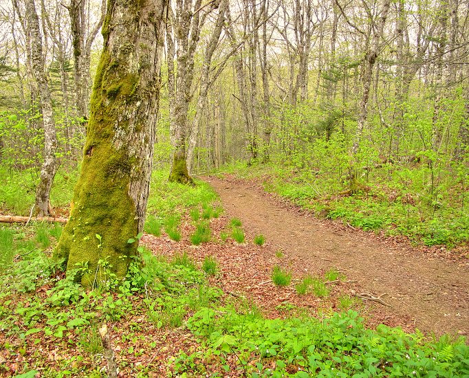 Cape Split Trail (Nova Scotia, Canada)