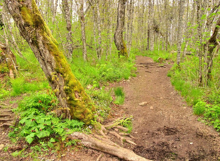 Cape Split Trail (Nova Scotia, Canada)