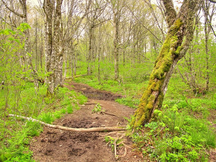 Cape Split Trail (Nova Scotia, Canada)