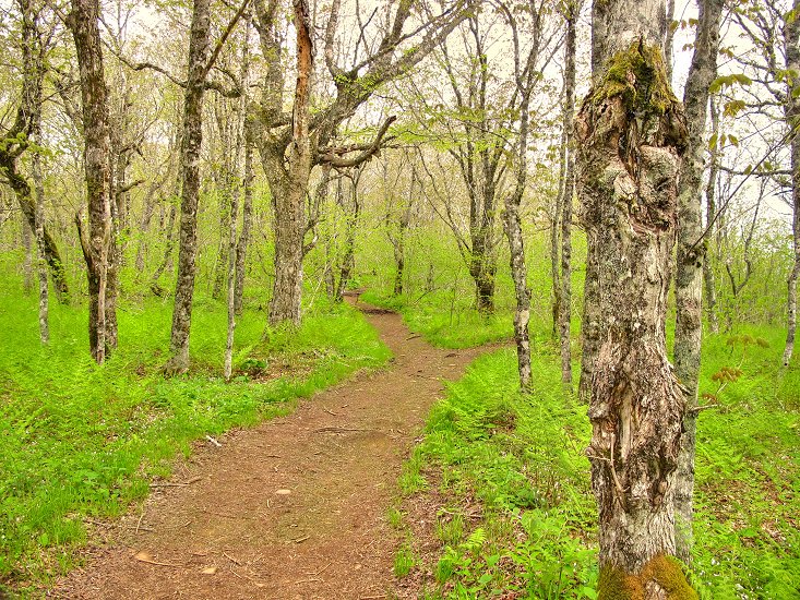 Cape Split Trail (Nova Scotia, Canada)