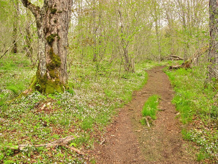 Cape Split Trail (Nova Scotia, Canada)