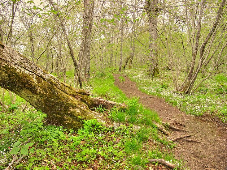Cape Split Trail (Nova Scotia, Canada)