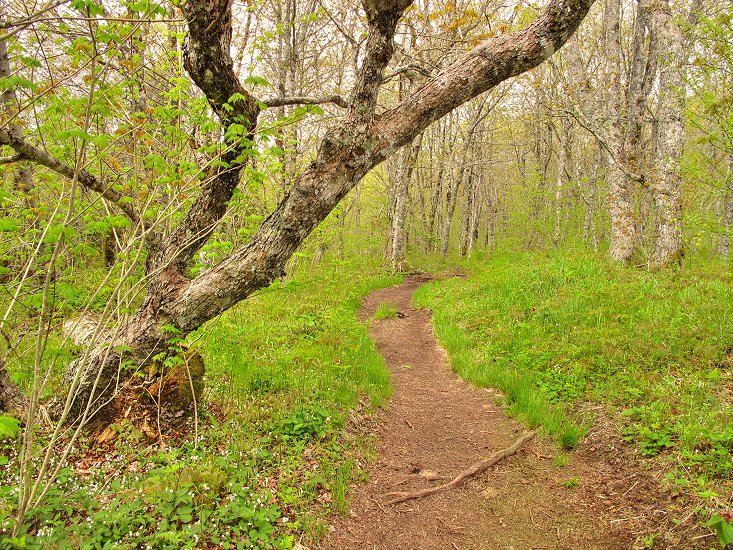 Cape Split Trail (Nova Scotia, Canada)
