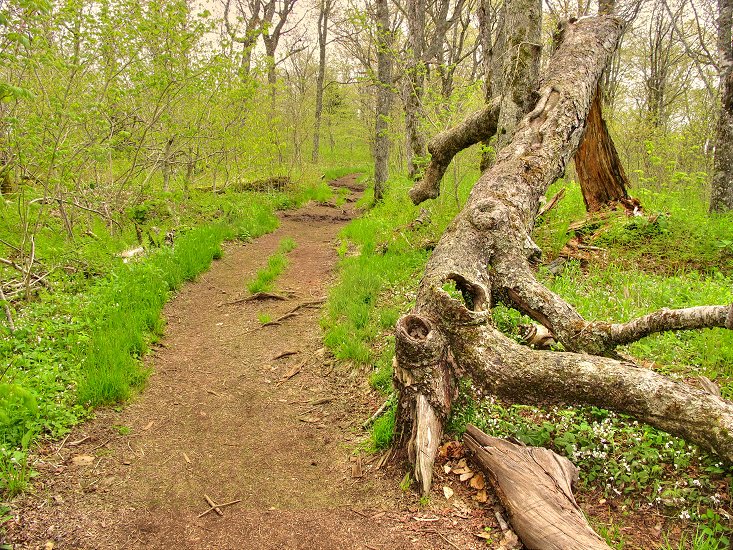 Cape Split Trail (Nova Scotia, Canada)