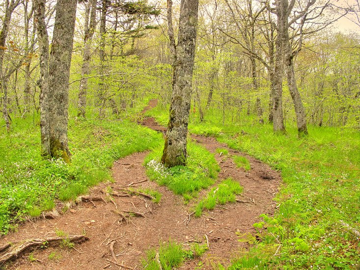 Cape Split Trail (Nova Scotia, Canada)