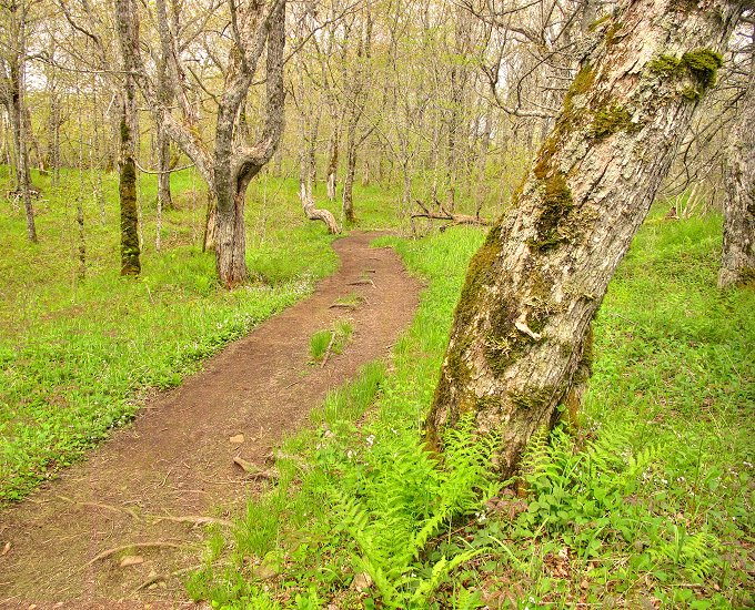Cape Split Trail (Nova Scotia, Canada)