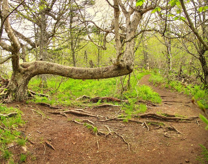Cape Split Trail (Nova Scotia, Canada)